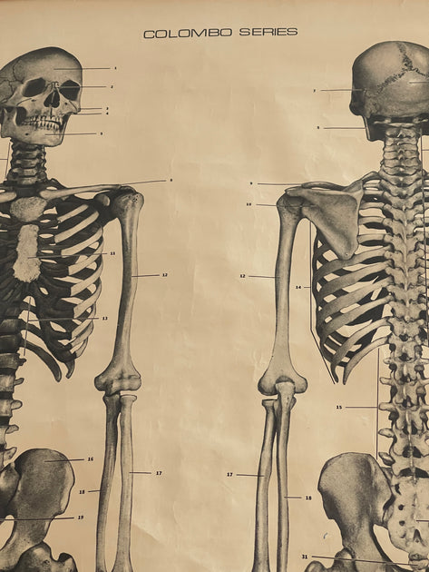 Vintage Anatomical Medical Poster On Canvas By Adam Rouilly & Co. Ltd ...